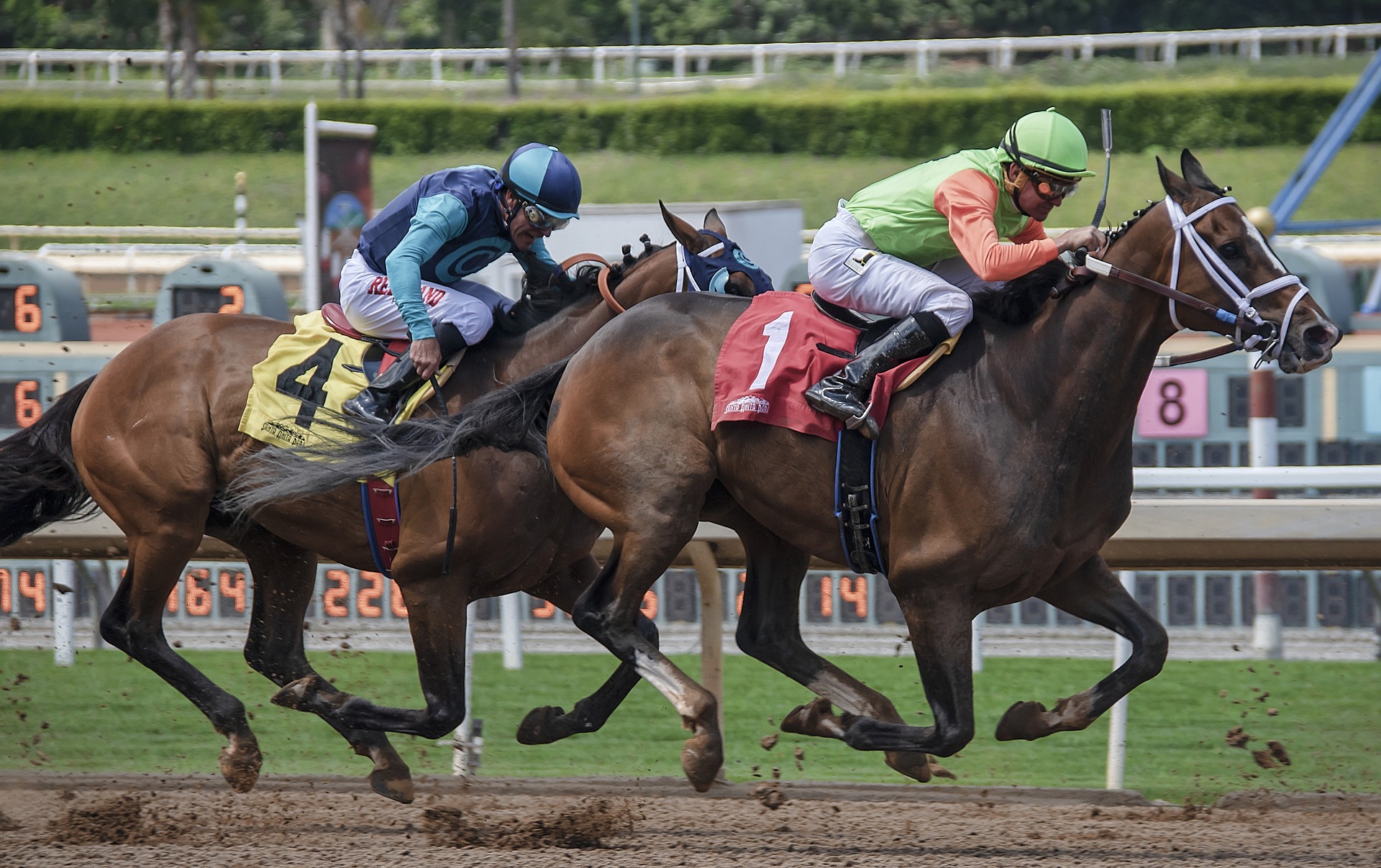 Clin d'oeil : un cheval fait la course avec une connexion internet ...